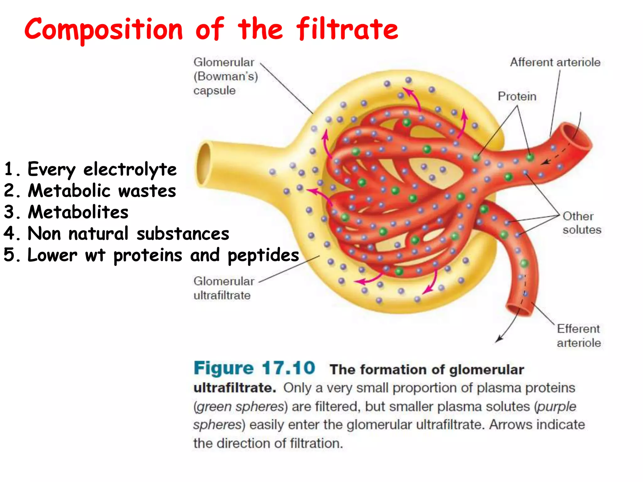 Glomerular filtration | PPTX
