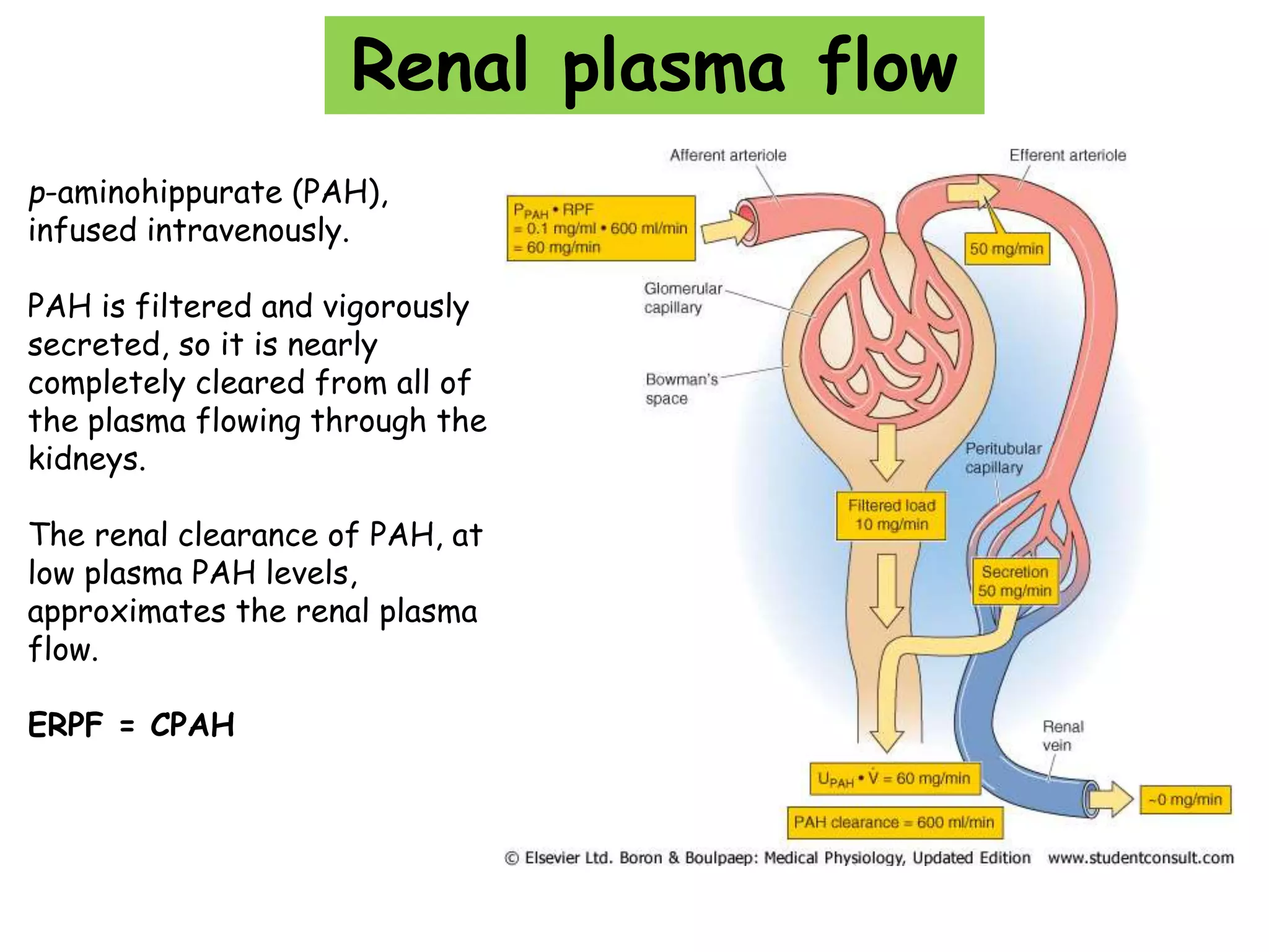 Glomerular filtration | PPTX