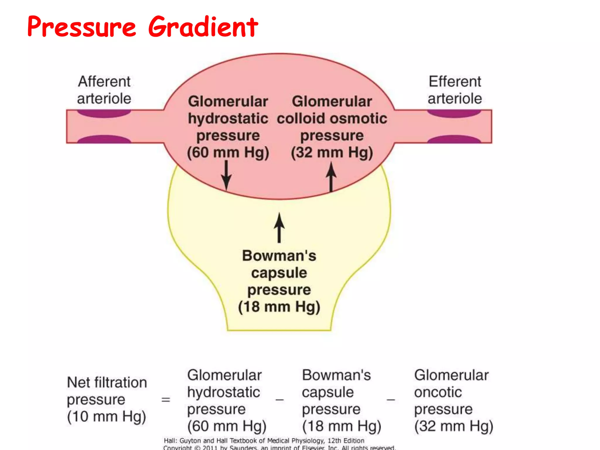 Glomerular filtration | PPTX