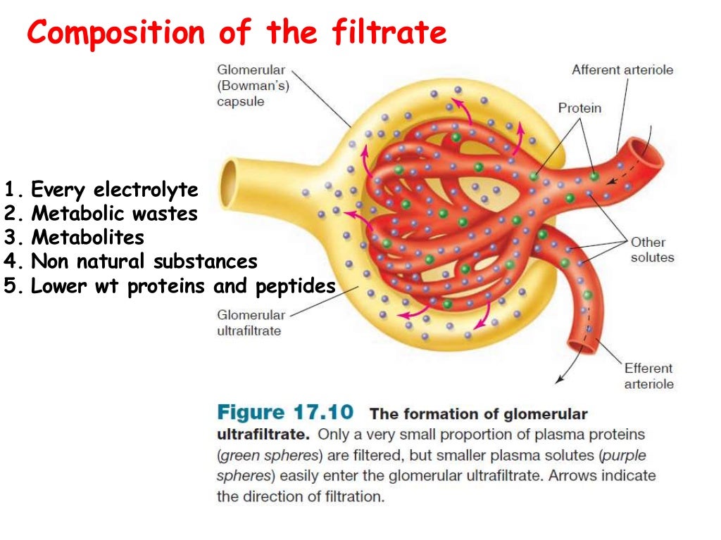 Glomerular filtration