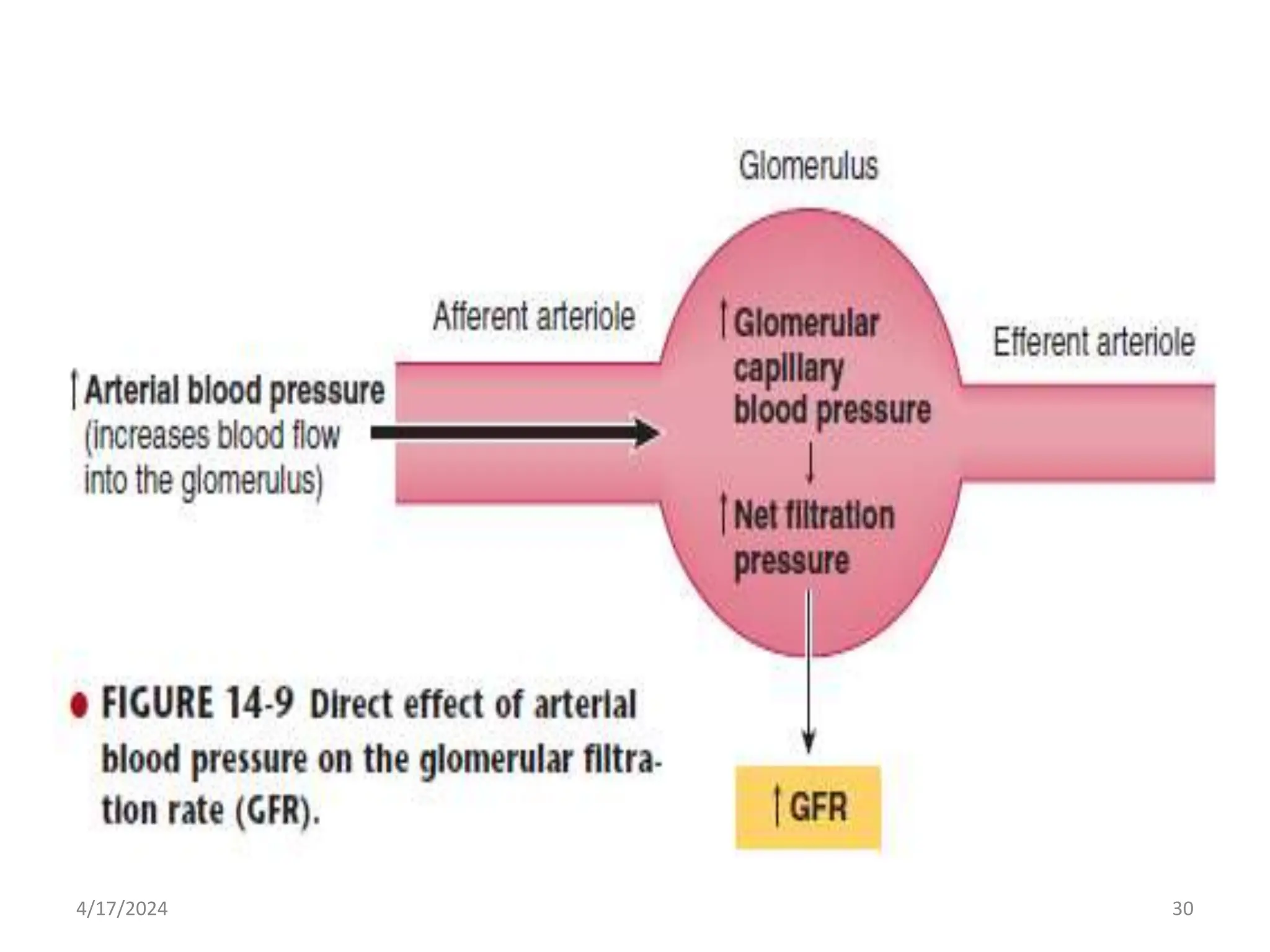 Glomerular Filtration And Determinants Of Glomerular Filtration Pptx