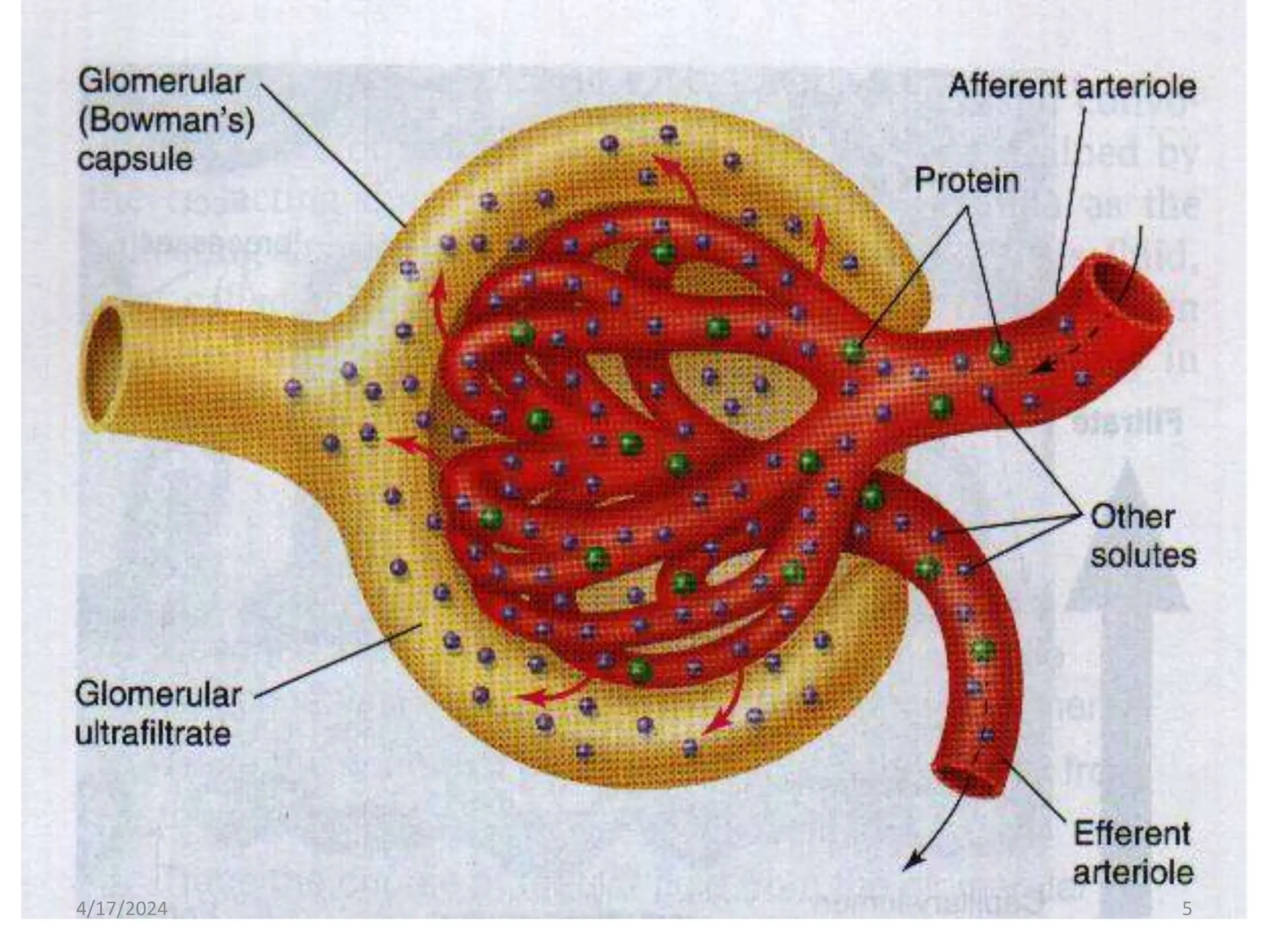 Glomerular Filtration And Determinants Of Glomerular Filtration Pptx