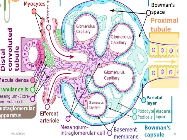Glomerular Filtration and determinants of glomerular filtration .pptx