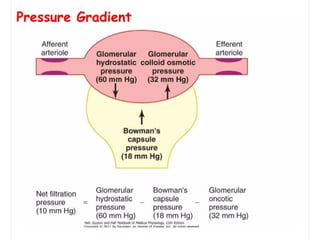 Glomerular Filtration and measurment.pptx
