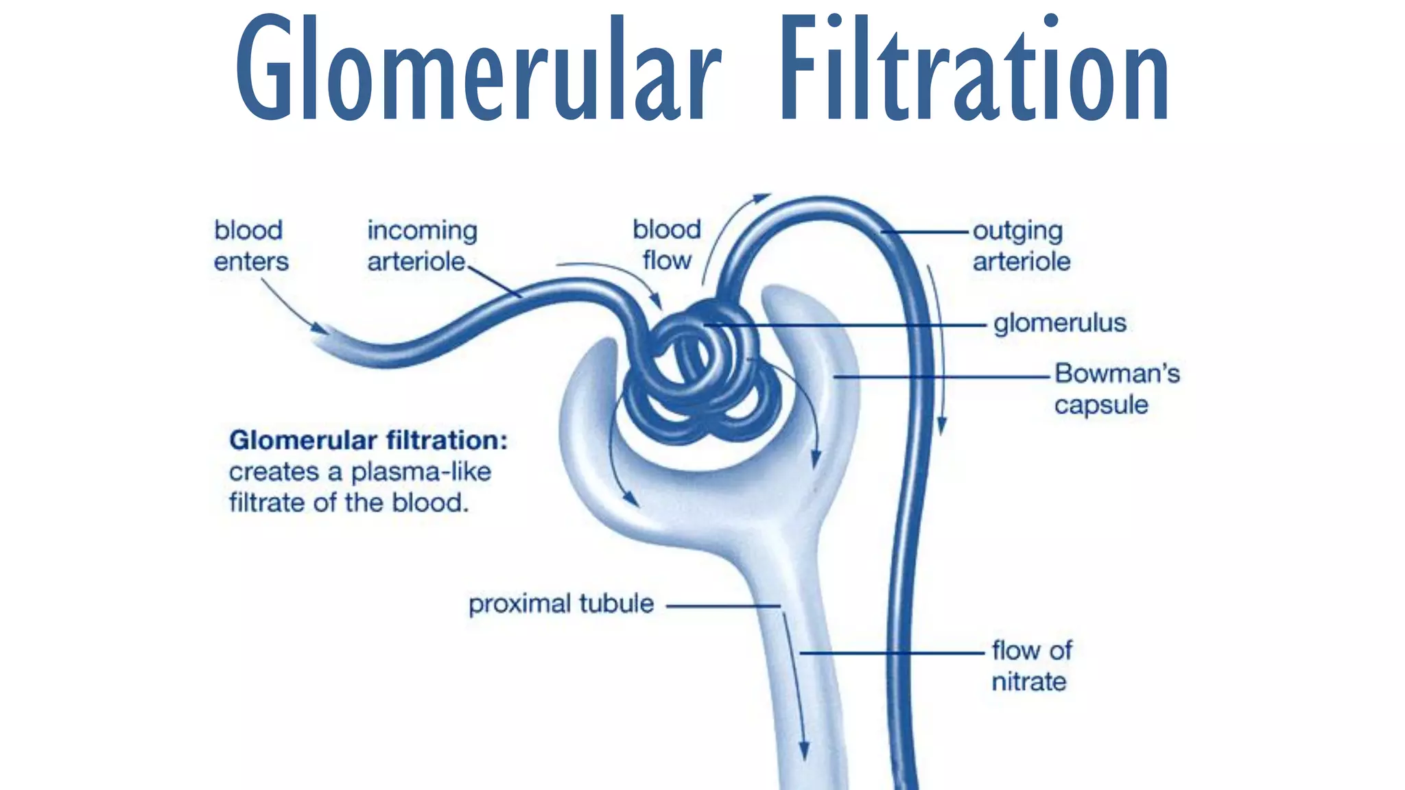 Nuclear Medicine - GFR - Case Study - Procedure | PDF
