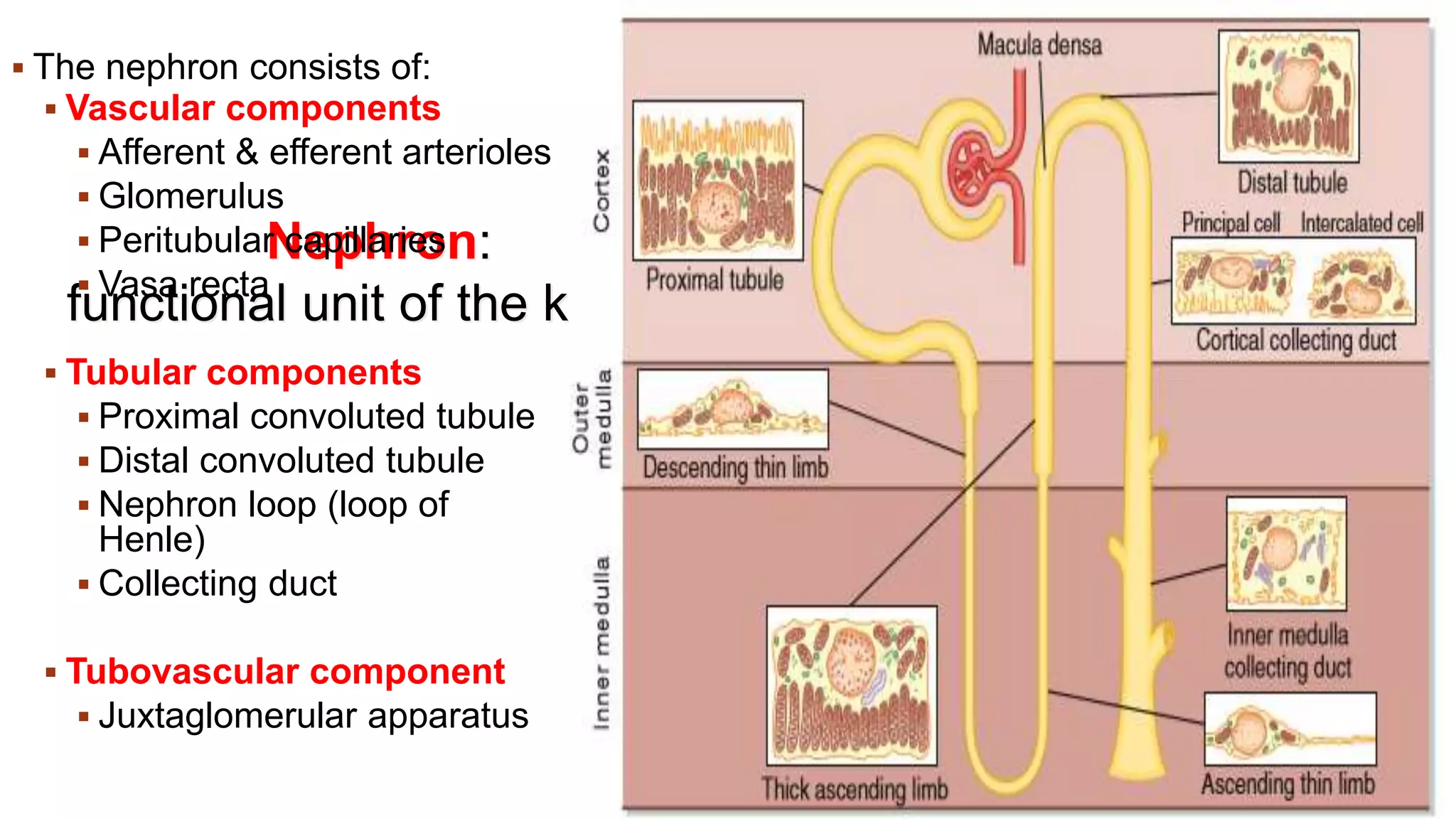 Glomerular filtration rate and renal blood flow | PPTX