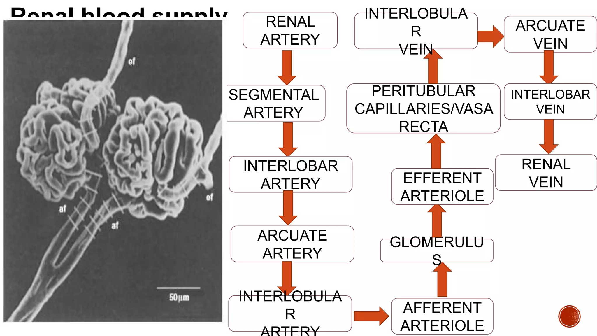 Glomerular filtration rate and renal blood flow | PPTX
