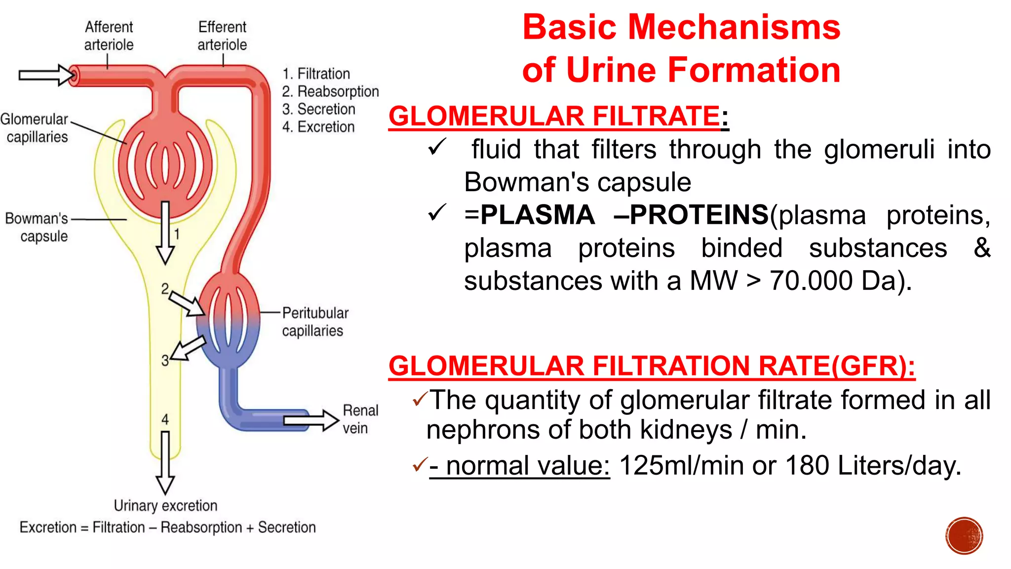 Glomerular filtration rate and renal blood flow | PPTX