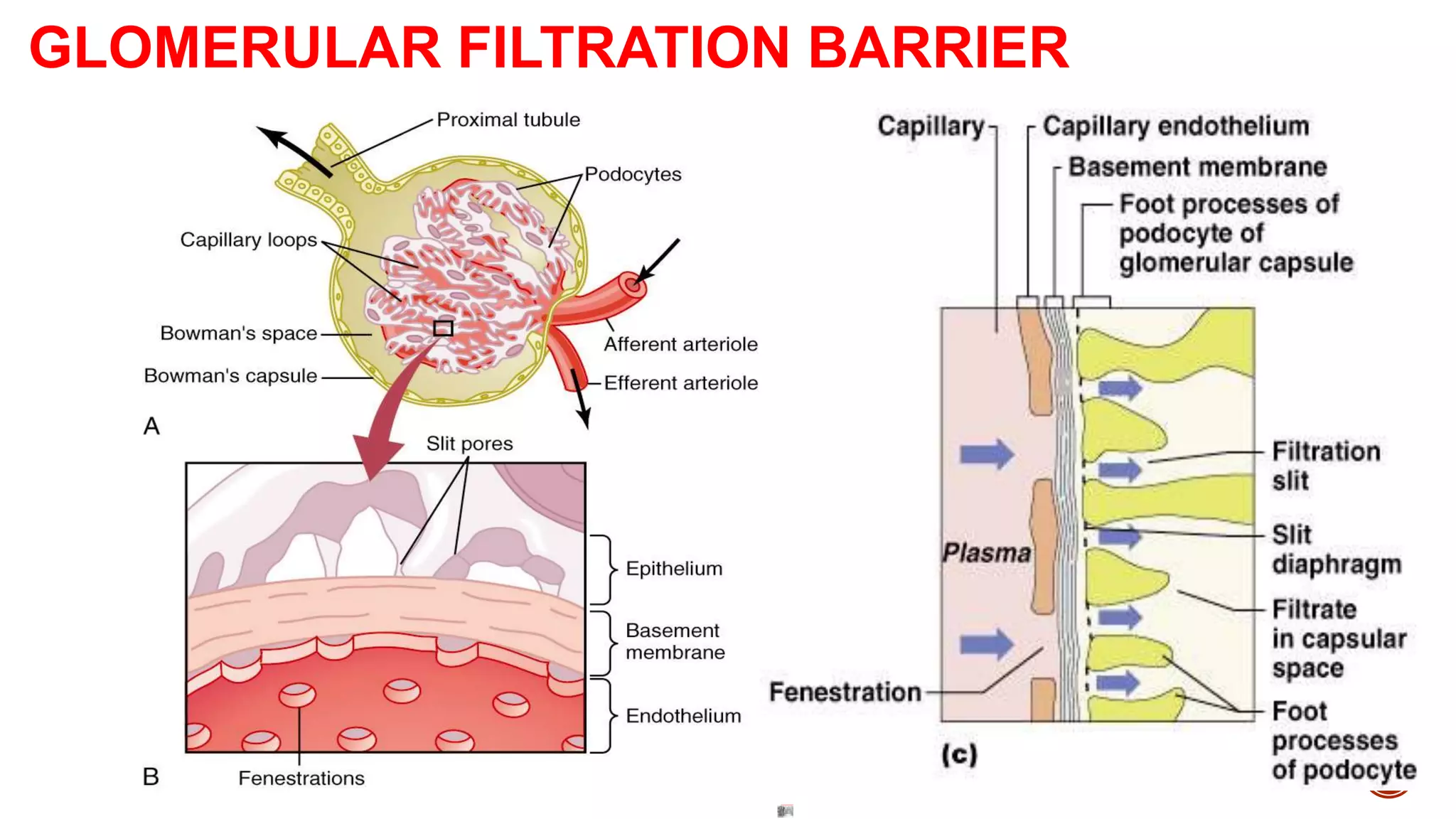 Glomerular filtration rate and renal blood flow | PPTX