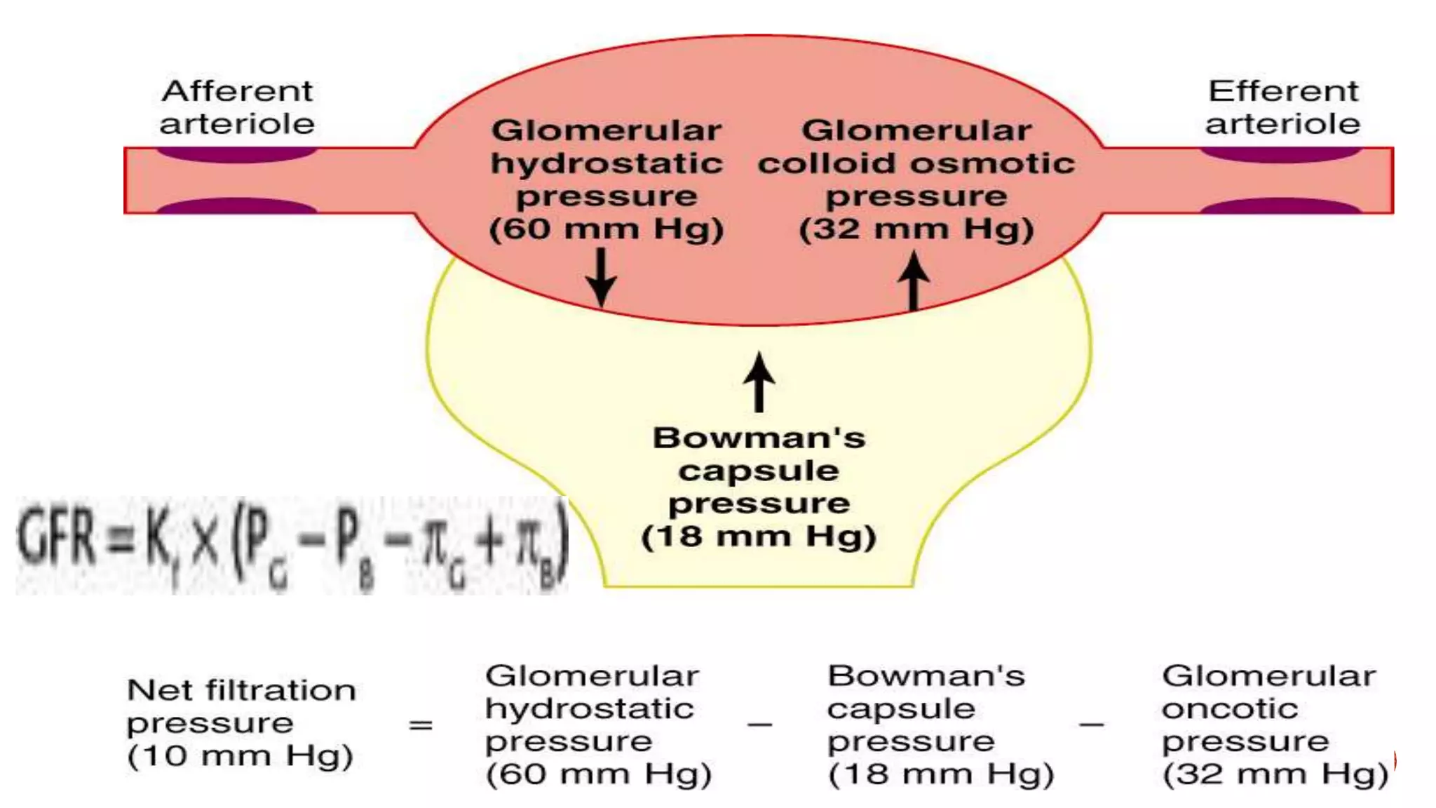 Glomerular filtration rate and renal blood flow | PPTX