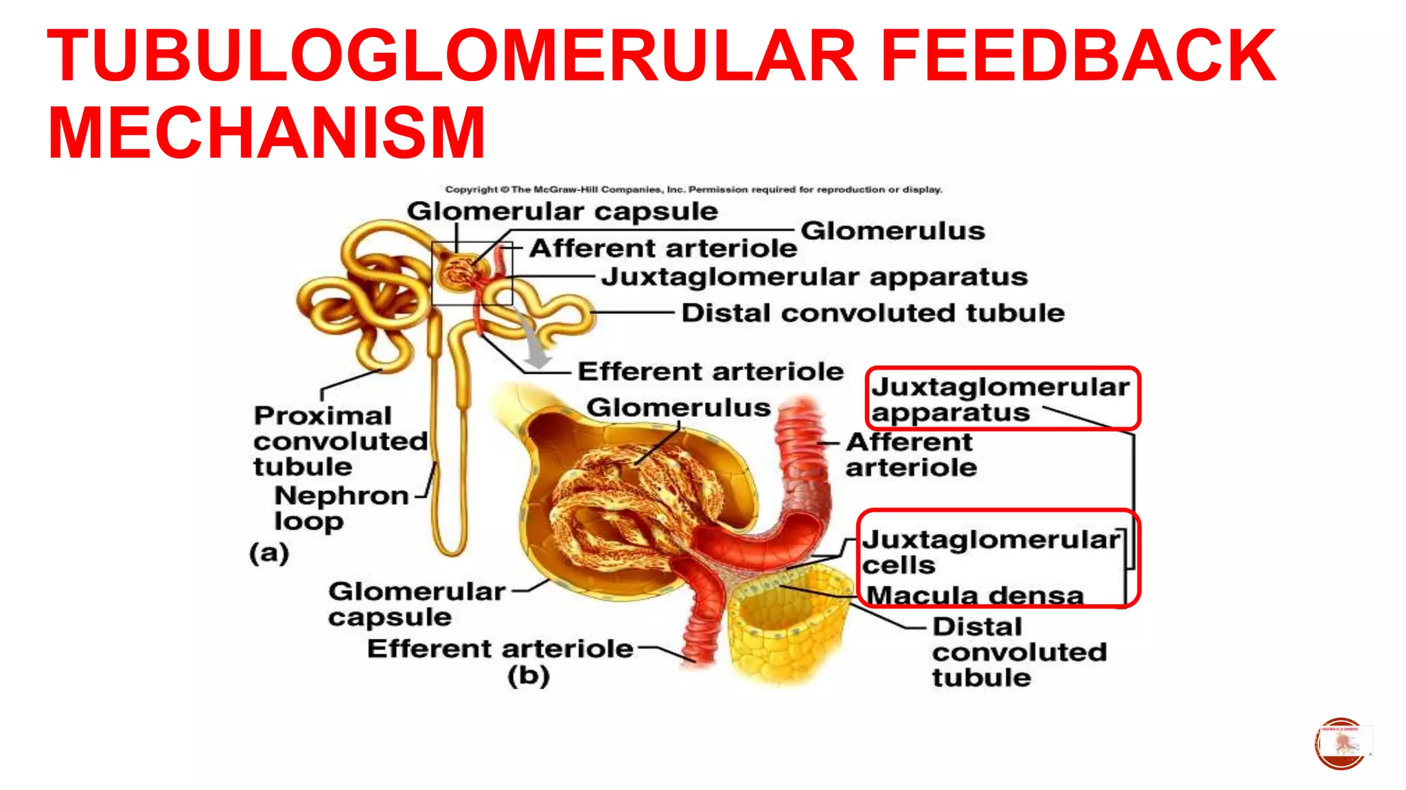 Glomerular filtration rate and renal blood flow | PPTX
