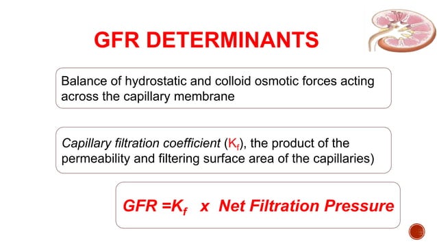 Glomerular filtration rate and renal blood flow | PPTX