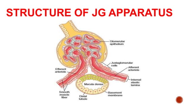 Glomerular filtration rate and renal blood flow | PPTX