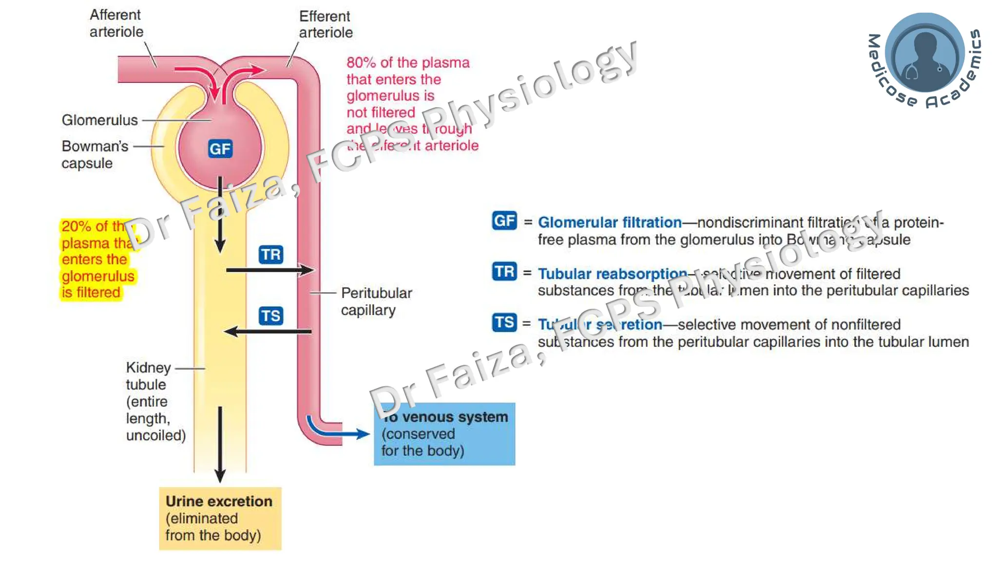 Glomerular Filtration Rate, Renal Blood Flow | PDF