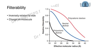 Glomerular Filtration Rate, Renal Blood Flow | PDF