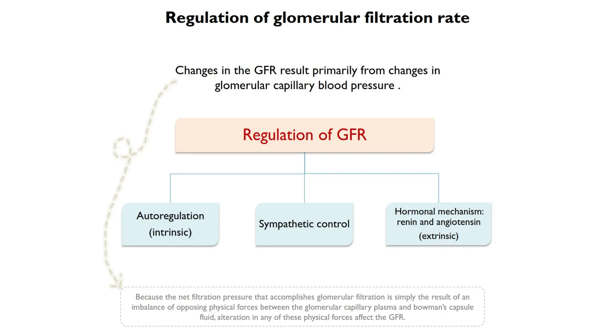 Glomerular Filtration, Renal Blood Flow. | PPTX