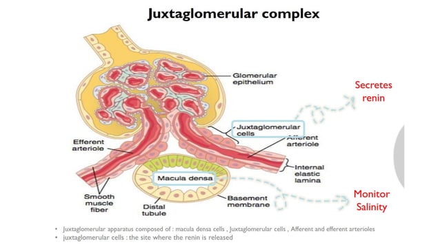 Glomerular Filtration, Renal Blood Flow. | PPT