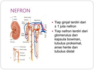 glomerulonefritis_k6_ppt.ppt