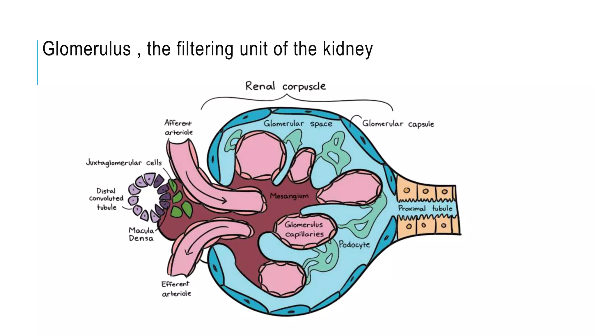 Kidney disease GLOMERULONEPHRITIS.pptx