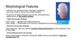 Kidney disease GLOMERULONEPHRITIS.pptx