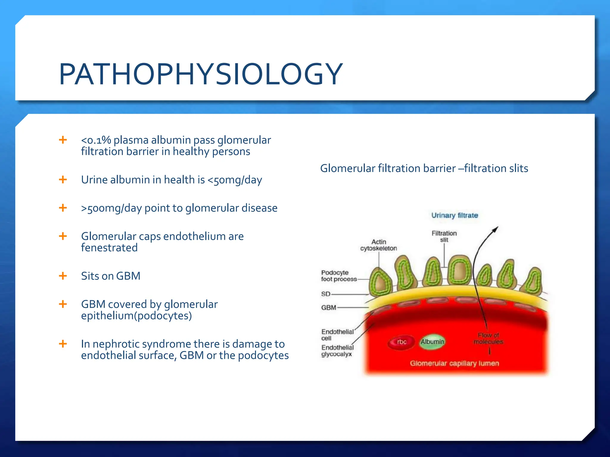 GLOMERULONEPHRITIS disease description pptx | PPT