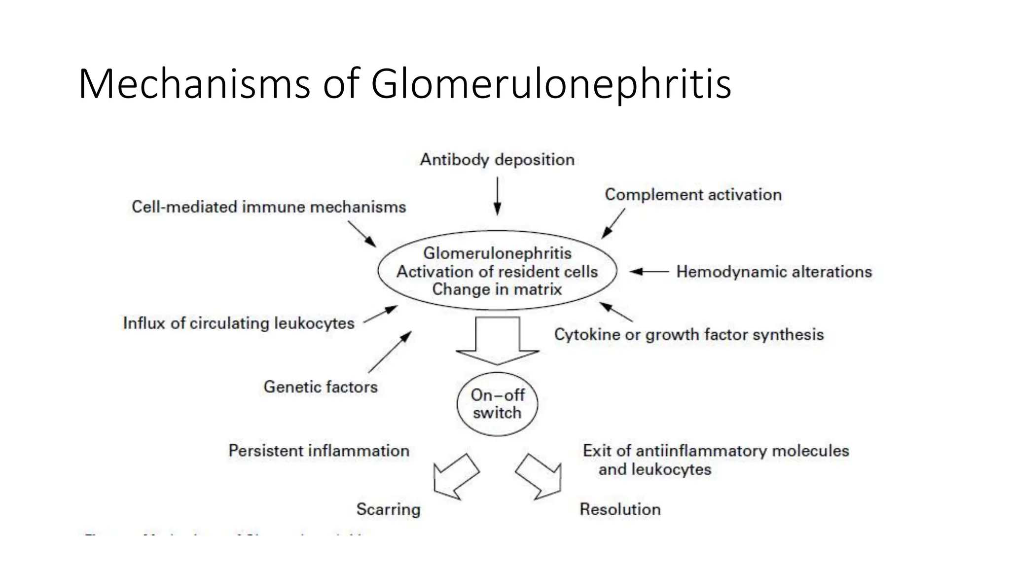 glomerulonephritis (5).pptx