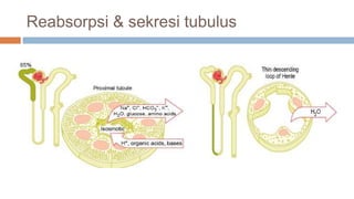 Glomerulonephritis aldo | PPT