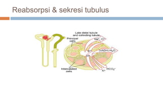 Glomerulonephritis aldo | PPT