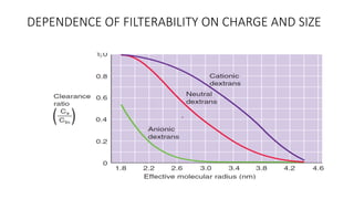 GLOMERULUS - ULTRASTRUCTURE ^LLLL0 REGULATION OF FILTRATION fine 2.pptx