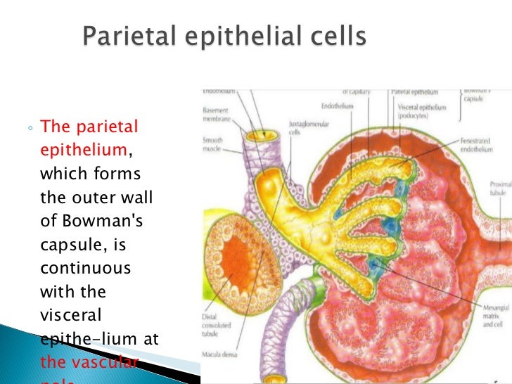 Glomerulus in health & diseases