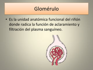 Glomérulo | PPTX