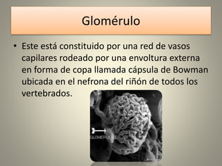 Glomérulo | PPTX