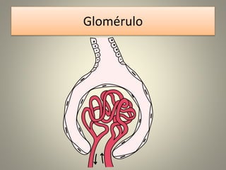 Glomérulo | PPTX