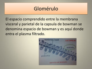Glomérulo | PPTX