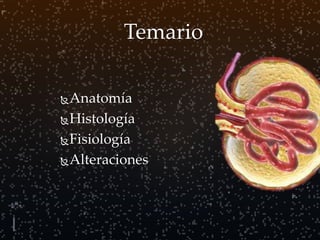 Glomerulo | PPTX