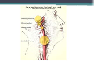 Glomus anatomy n intro | PPTX