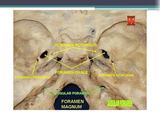 Glomus anatomy n intro | PPTX