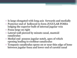 Glomus anatomy n intro | PPTX