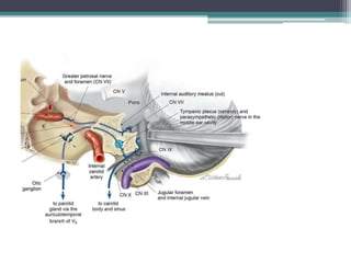 Glomus anatomy n intro | PPTX