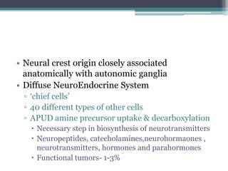 Glomus anatomy n intro | PPTX