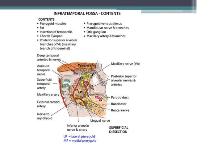 Glomus anatomy n intro