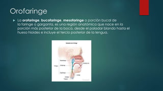 Glosario DE ANATOMÍA II | PPTX