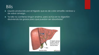 Glosario DE ANATOMÍA II | PPTX