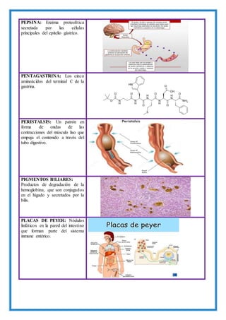 Glosario Sistema Digestivo | DOCX
