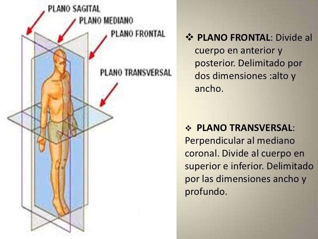 Glosario anatómico Morfofisiologia