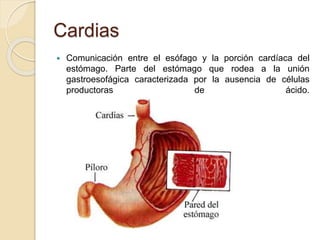 Glosario aparato digestivo | PPTX