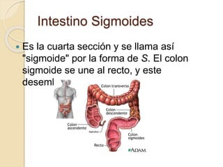 Glosario aparato digestivo | PPTX