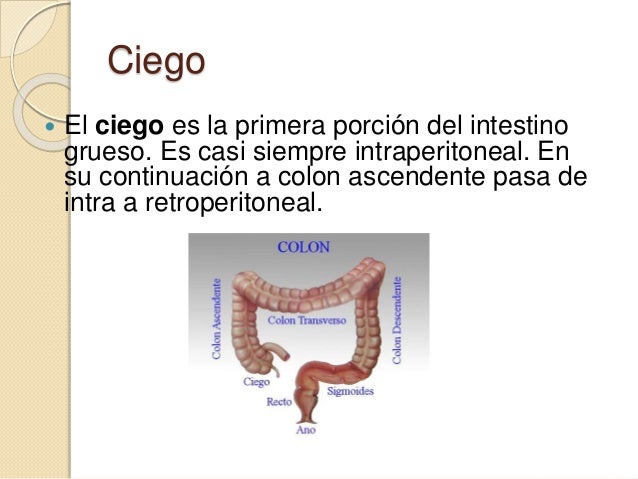 Glosario aparato digestivo