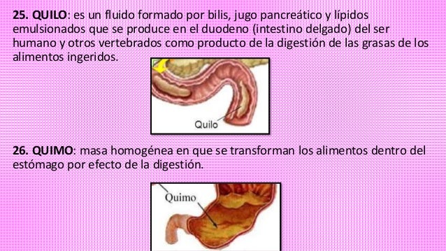 Glosario de anatomia