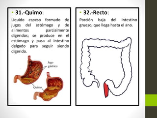 Glosario del Sistema Digestivo | PPTX